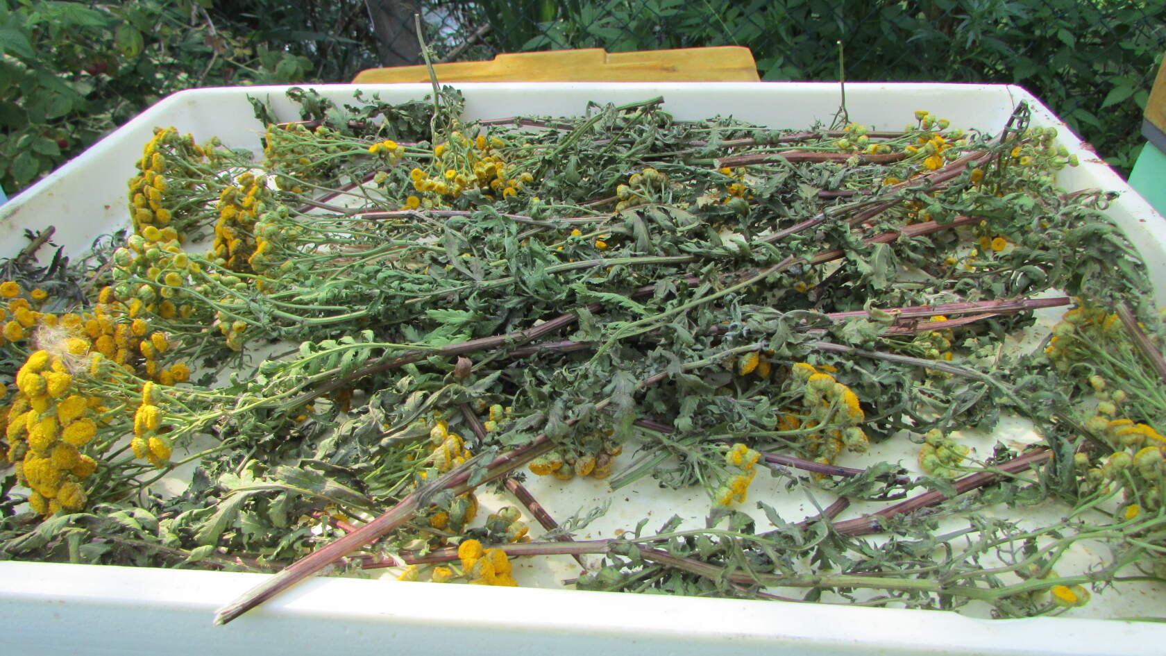 июль на пасеке   бесплатное средство для обработки пчел от клеща Варроа во время главного взятка.mp4