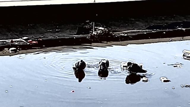 Голуби принимают ванну на крыше