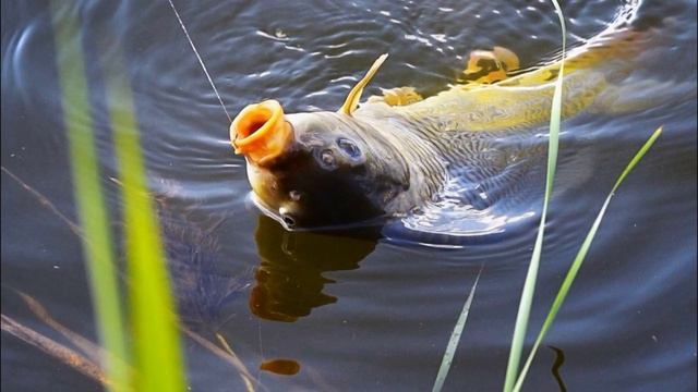 🐠 .советы как поймать КАРПА_