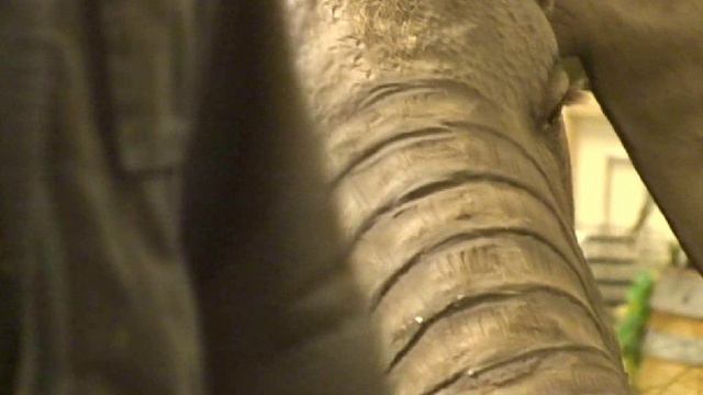 Мюнхен (2008). Семья слонов в продотделе гипермаркета