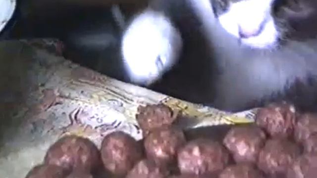 Вася - плут - Vasya - a knave