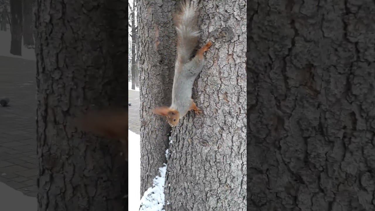 Белка Ессентуки