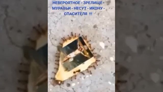 Муравьи несут икону из сгоревшего дома ...