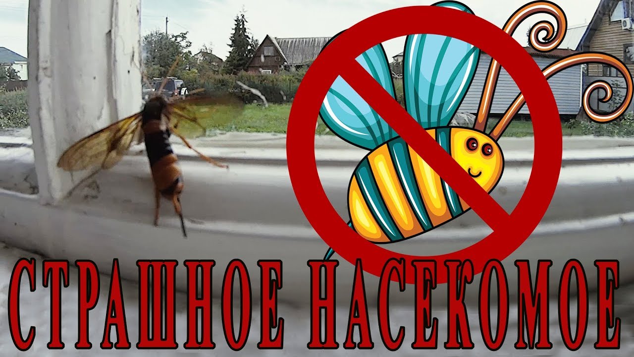 СРОЧНО! В Л.О. Замечено СТРАШНОЕ Насекомое #shorts