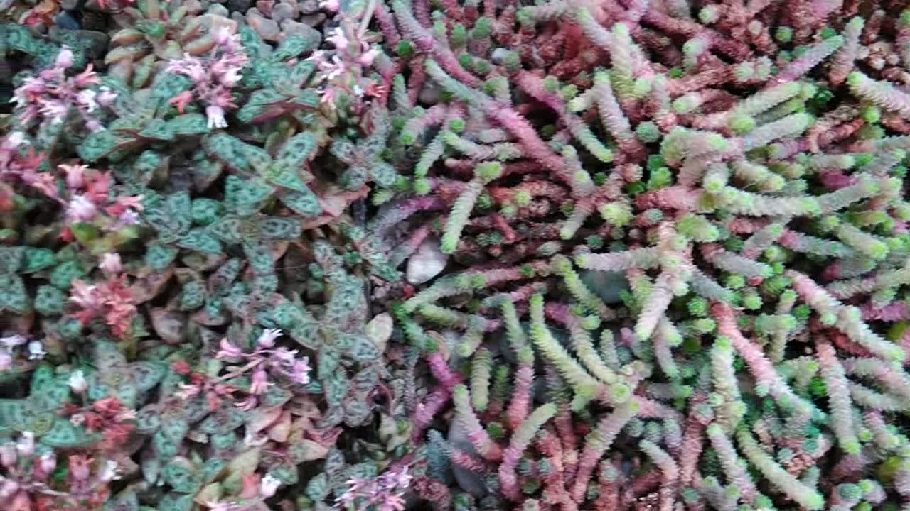 Футаж для видео монтажа  Кактусы 05