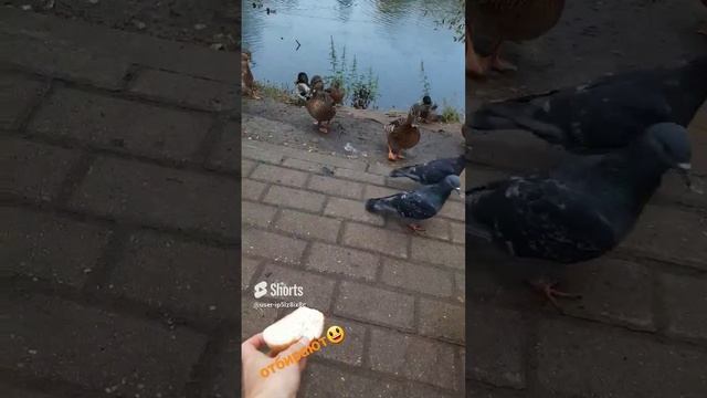 Кормим голубей и уточек???❤️