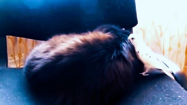 Когда кот устал от попугая. Морозко достал Джея