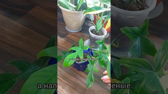 Почему направо вариегатные листья, а налево - зелёные?🌿 #ответы на #вопросы 🌿 #филодендрон #цветы