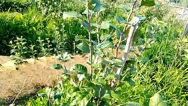 сорт яблок Ауксис