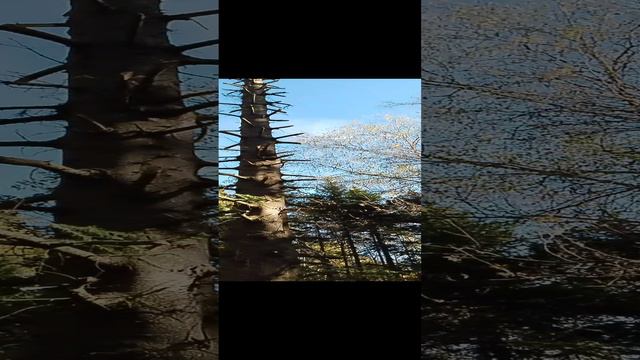 не ожидал увидеть #лес #природа #rutube #shorts