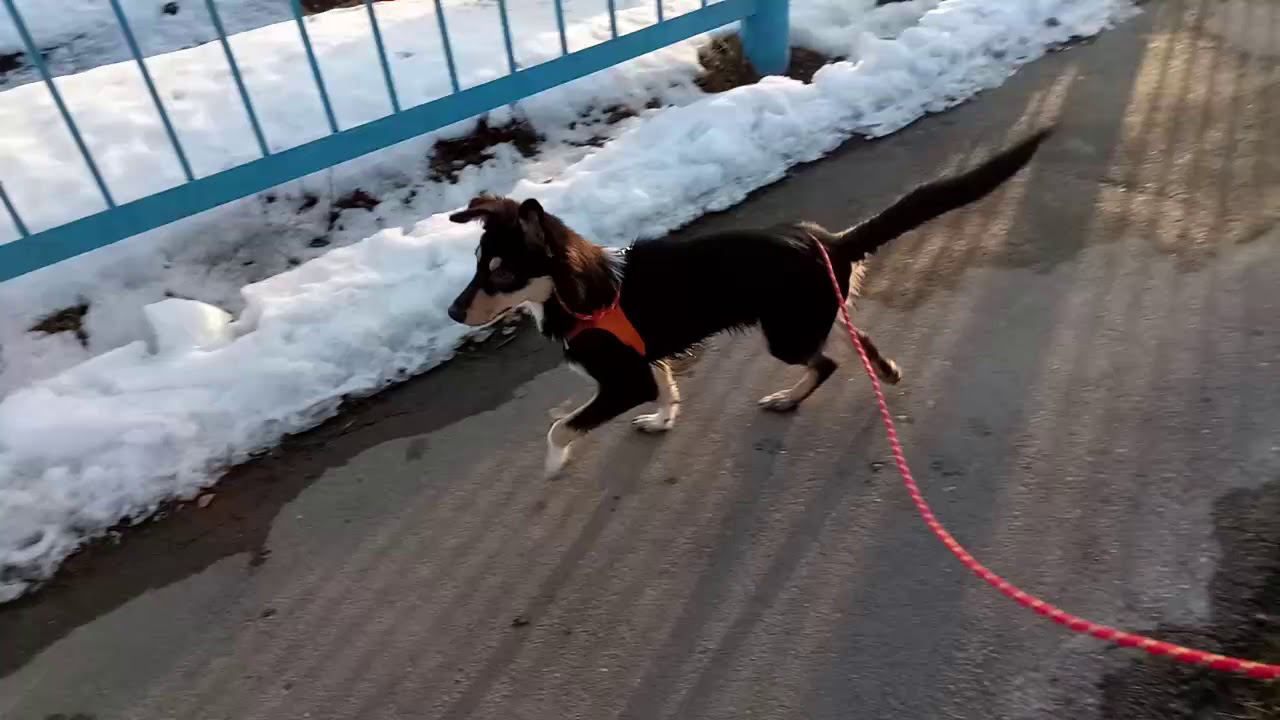 Счастливая собака!)) Прогулка с Диной 3