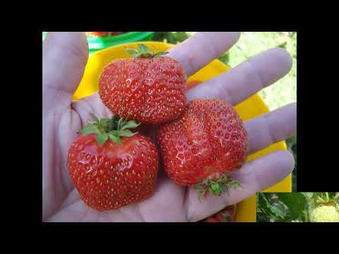 ТОП-6   ВЫСОКОУРОЖАЙНЫХ СОРТОВ КЛУБНИКИ С ВКУСНЫМИ ЯГОДАМИ   КОТОРЫЕ  НИКОГДА НЕ ПОДВЕДУТ