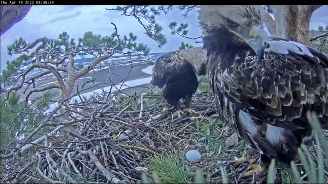 14.04.2022. Алтын в первый раз видит яйцо, первая пересменка. Солнечные орлы, Татарстан.