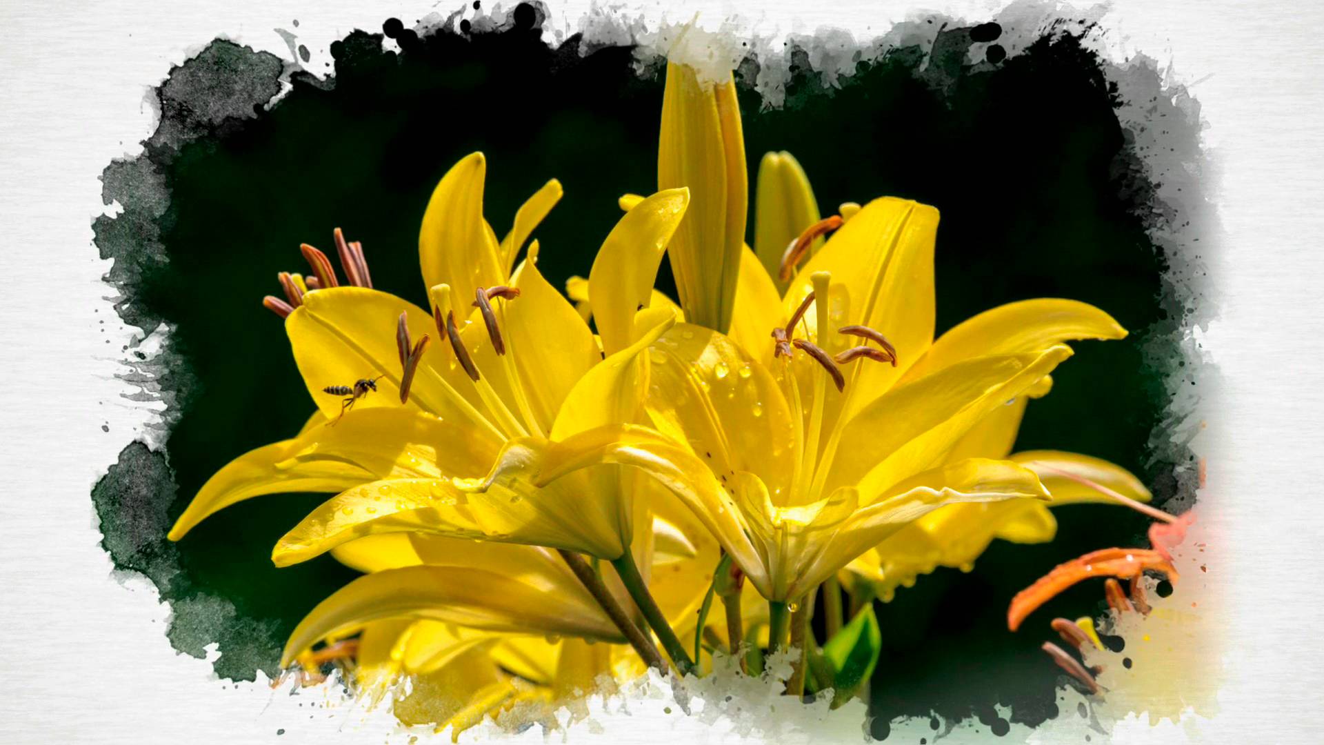 Лето, солнце и цветы