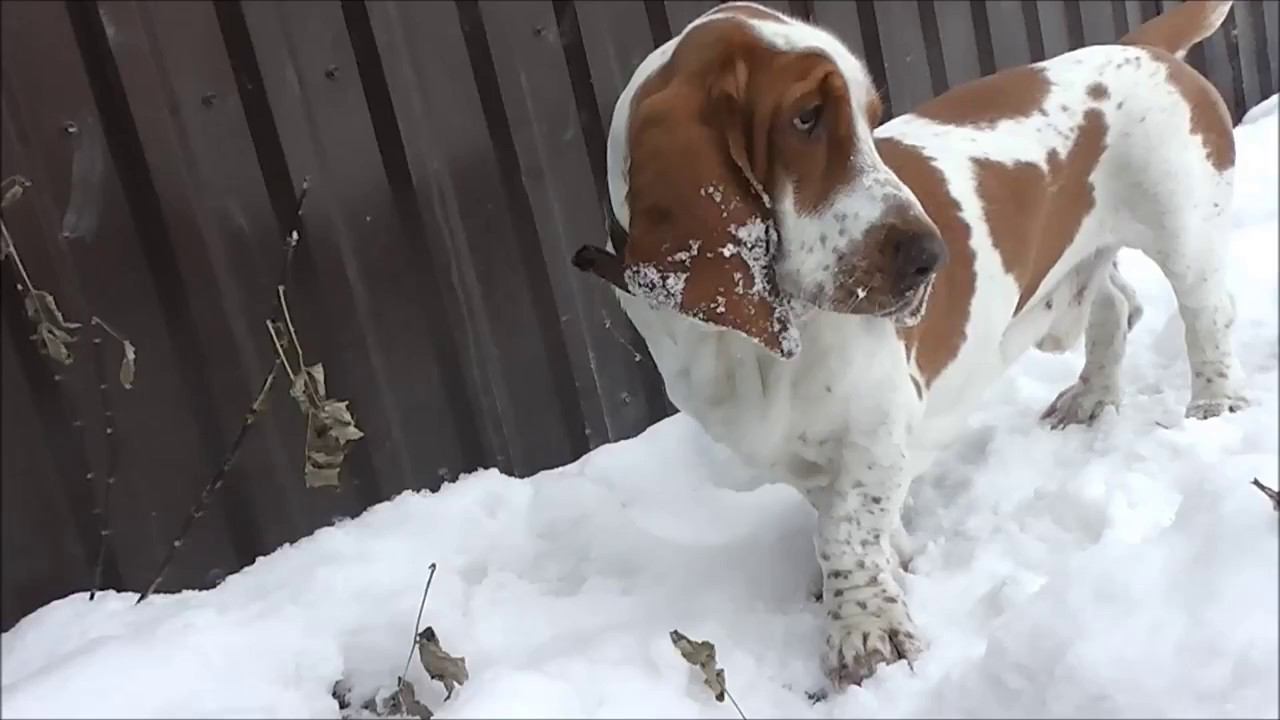 ЗООГОСТИНИЦА В НОВОСИБИРСКЕ «ТЕРРИТОРИЯ ЖИВОТНЫХ» Наш дорогой друг Буян приехал к нам в гости.