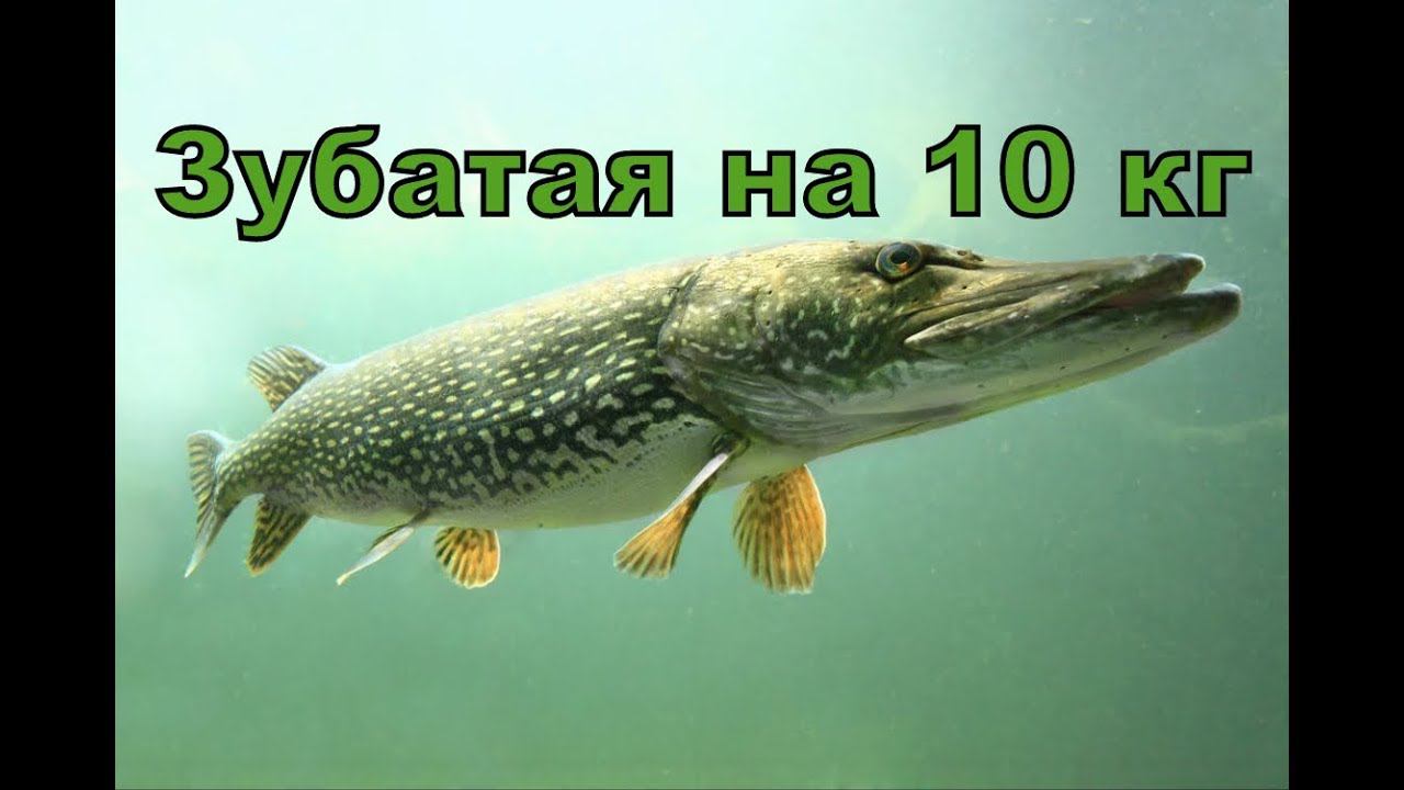 Сорвалась зубатая на 10 кг  15.03.2019