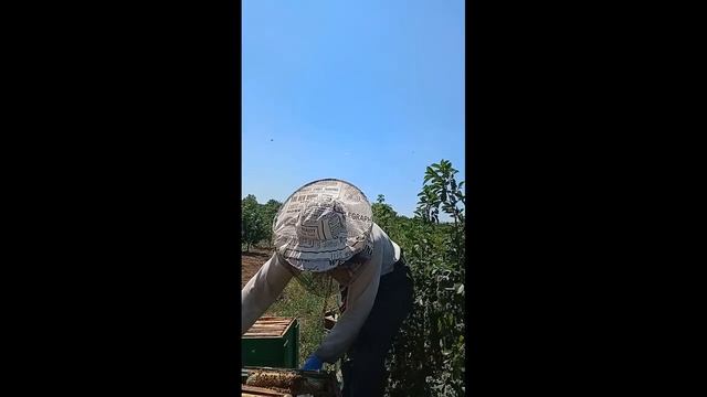 осмотр пчелиной семьи 020722