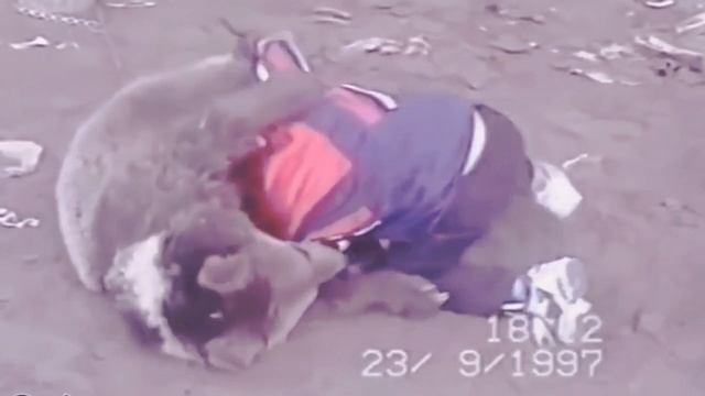 Хабиб Нурмагомедов - Борется с медведем в детстве!Или ты становишься лучше, или ломаешься!(1997)