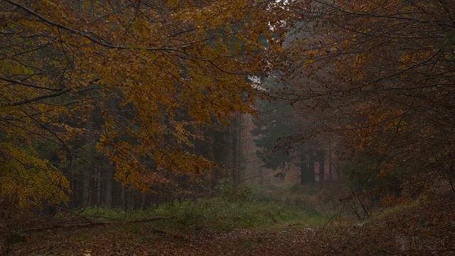 Осенний лес, усыпляющие звуки  дождя. Релакс, медитация.
