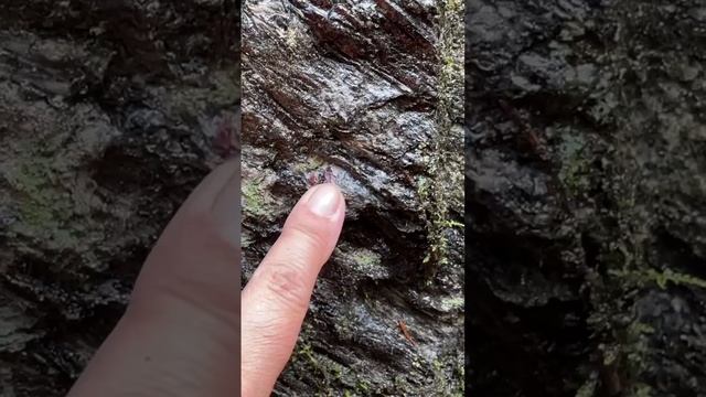 Терпуты. Внимательно смотрим