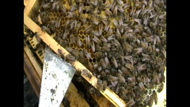 Подставляем вощину