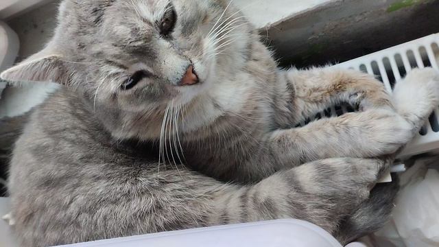 наш любимый Шурик