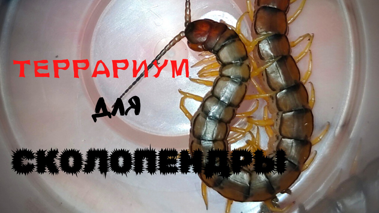 Как сделать простой террариум для сколопендры. Содержание. Уход.