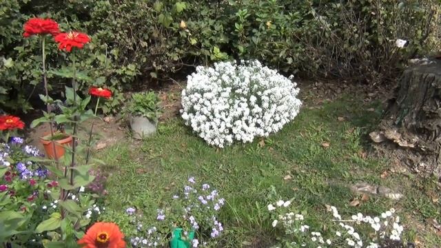 Все видео_Алиссум Snow Princess.mp4