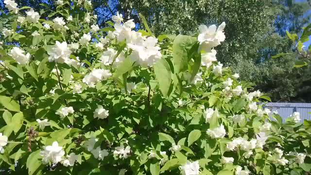 Календарь дачника. Июнь. Варенье из чубушника (подмосковного жасмина)