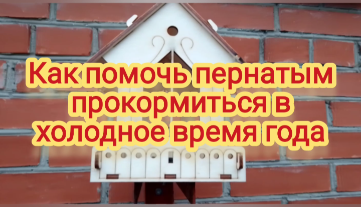 Как помочь пернатым прокормиться в холодное время года