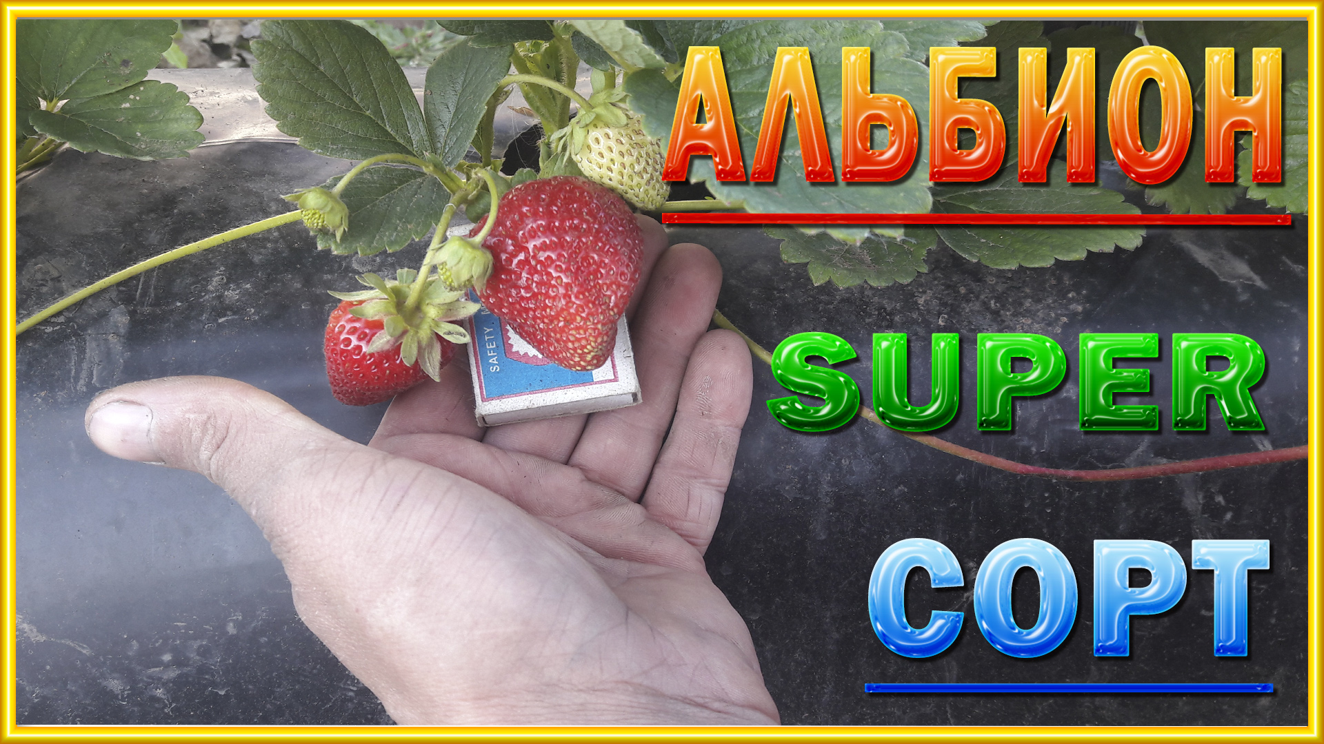 Альбион Клубника-SUPER СОРТ.