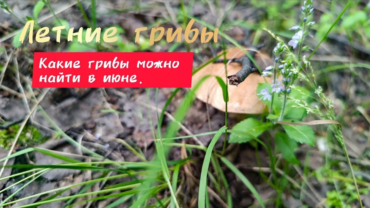 Первые летние грибы. Какие грибы можно найти в июне.