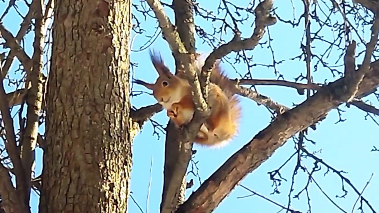 Белки и синицы едят прямо с рук. Поездка в парк