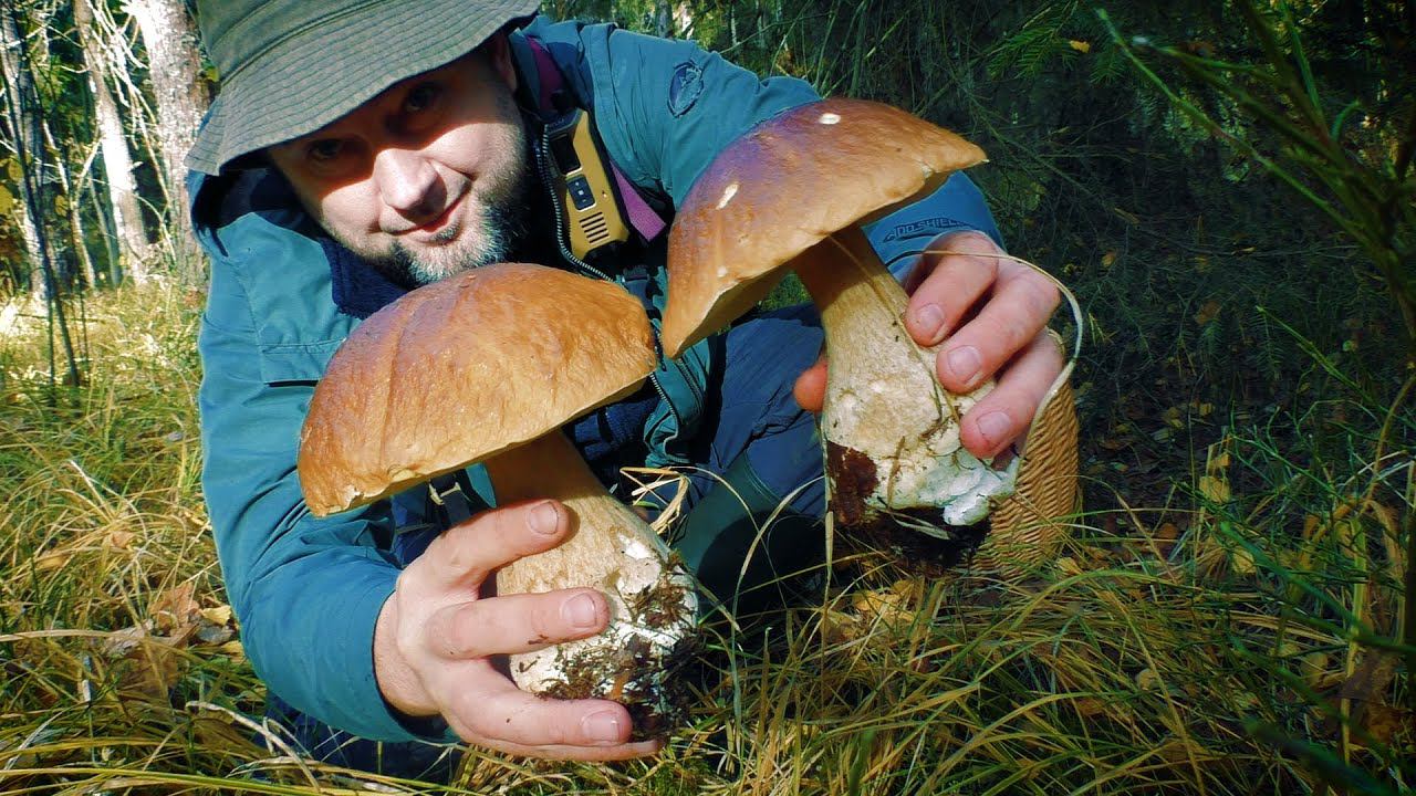 ГРИБНОЕ БЕЗУМИЕ ПРОДОЛЖАЕТСЯ! Грибники вывозят грибы багажниками.