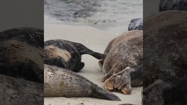 Жëсткая драка тюленей (слабонервным не смотреть)