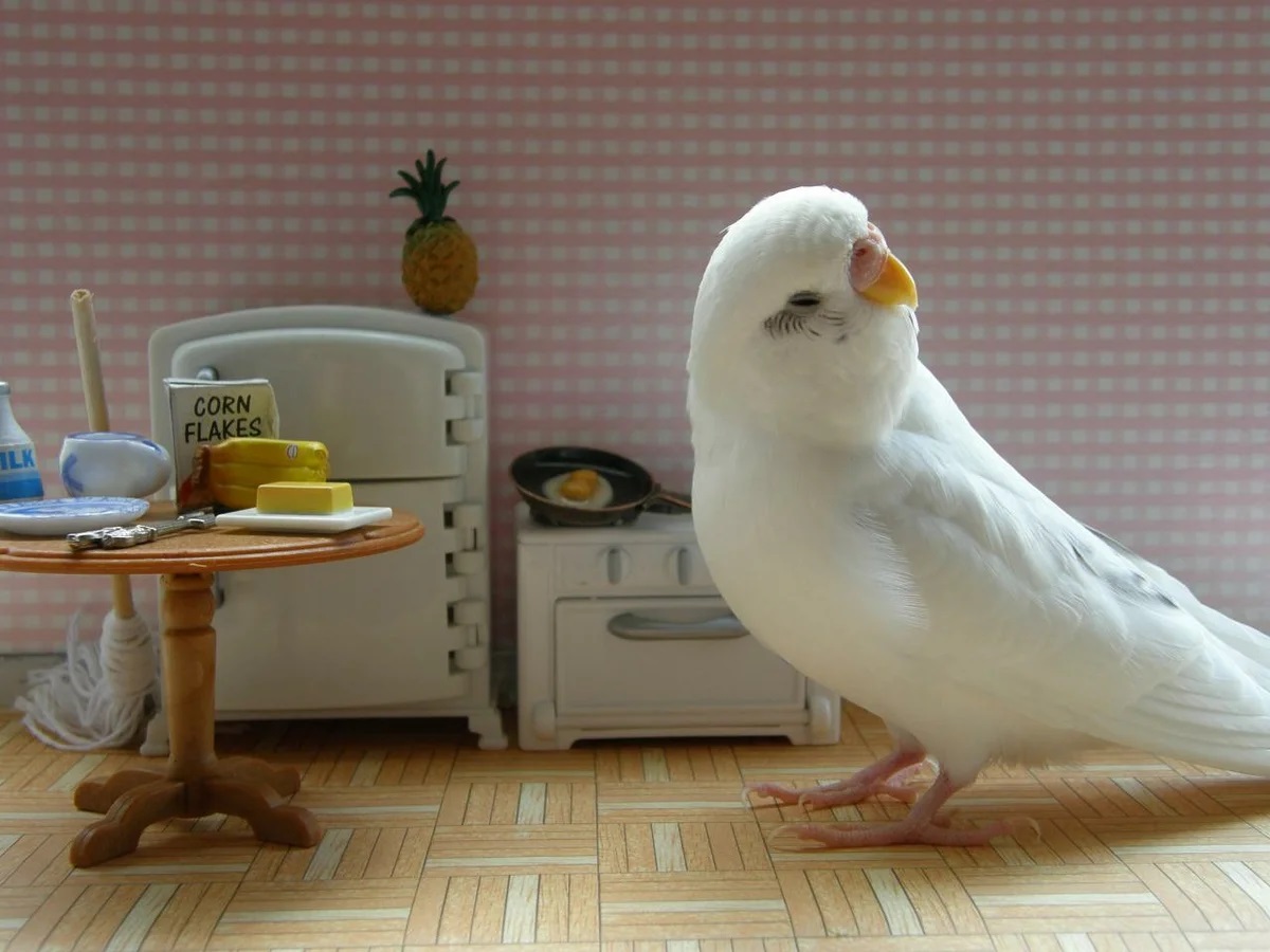 Что кушает попугай Яша.