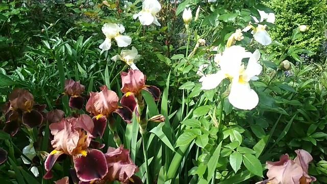 Роза Кроненбург