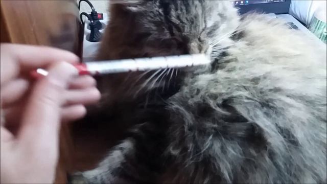 Кот Мурз приглашает Вас поиграть!