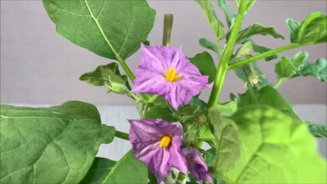 Всё о Яйцевидном баклажане. Ранняя петрушка.