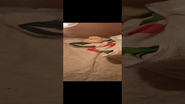 Первенец из инкубатора