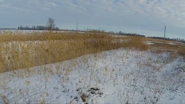 Эпаньоль бретон работа по фазану.mp4