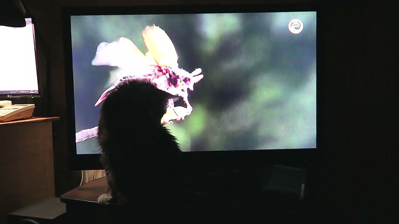 Венька и телевизор