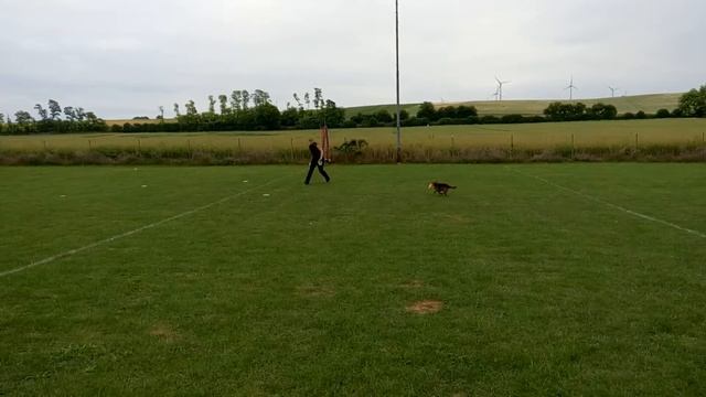 Qualifier Austria'17 Sabine & Loki R2.mp4