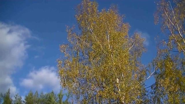 Осенний пейзаж 2 - Свет берёз