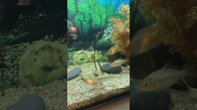 Ловим на мормышку с мотылем в акве 09.01.24