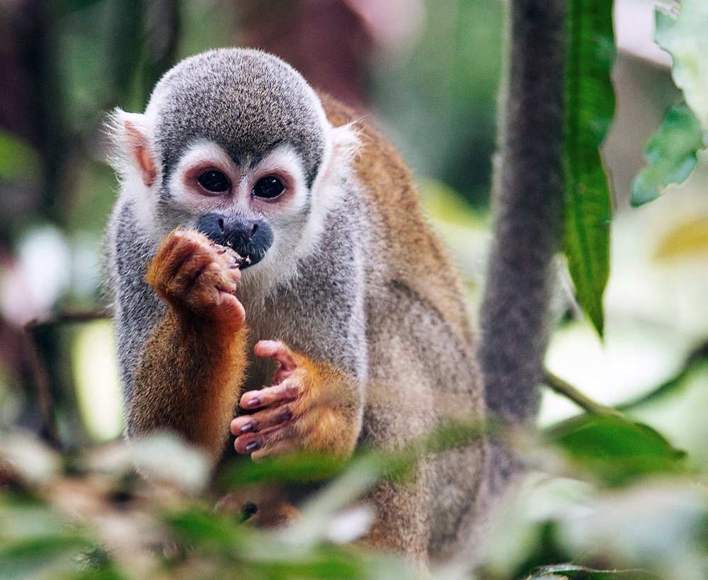 «ПОТЕШНЫЕ ОБЕЗЬЯНКИ» ИМПРОВИЗАЦИЯ композитор Виктор Анохин #instrumentalmusic #pianomusic #afrolatin