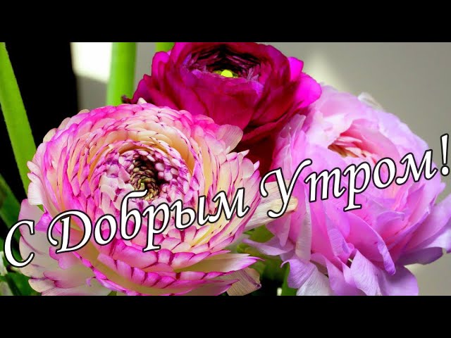 Грибник_116116 | С ДОБРЫМ УТРОМ! Желаю Самого Доброго Солнечного Утра! Шикарная Музыкальная открытк