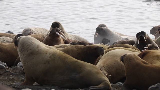 24 ноября - День моржа