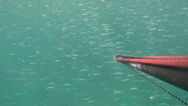 Косяк какой то рыбы)