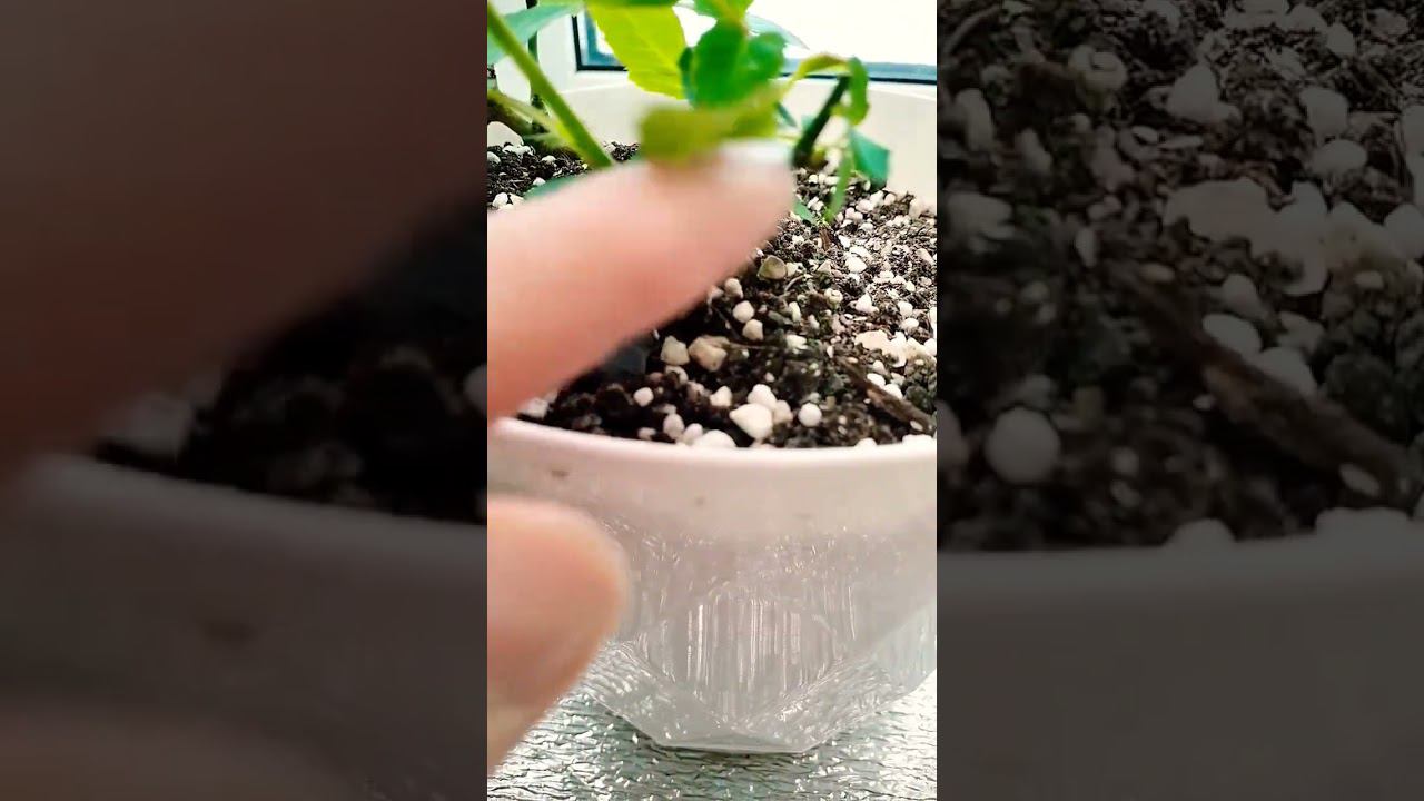 Зачем розам осенняя обрезка? наглядно